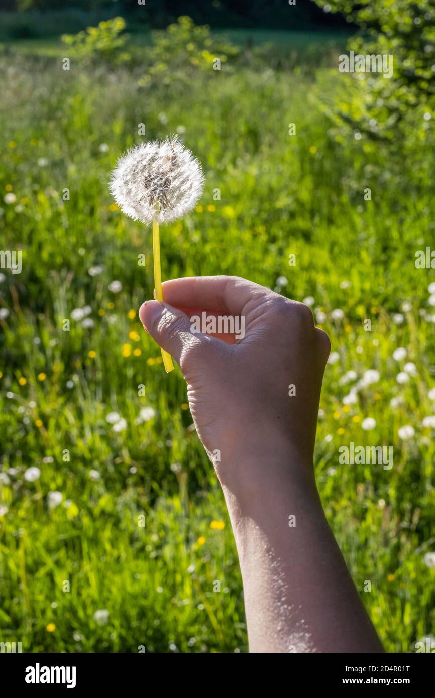 Hand holding dandelion, green meadow, Upper Bavaria, Bavaria, Munich ...