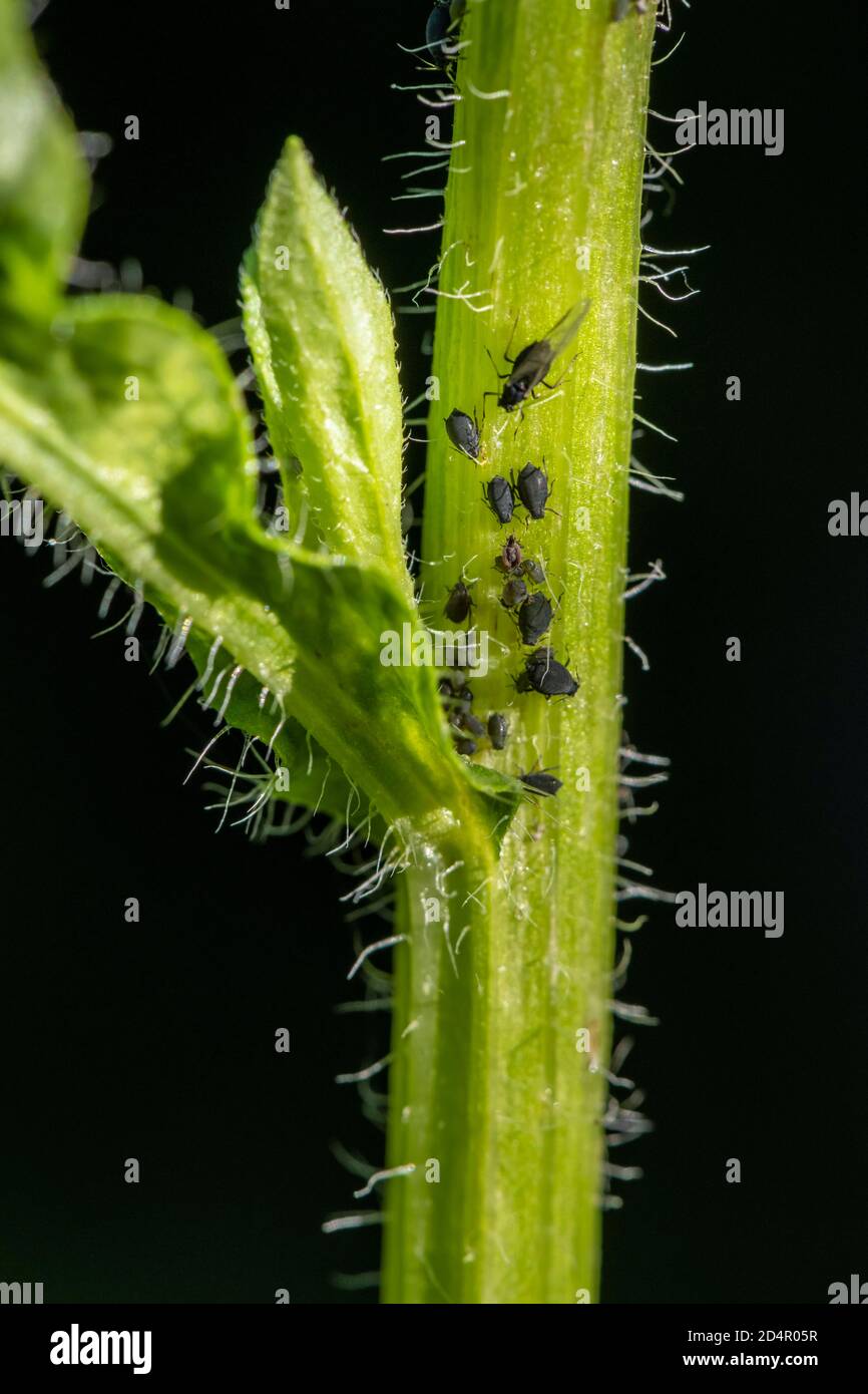 Aphids ( Aphidoidea) on plant, Bavaria, Germany, Europe Stock Photo - Alamy