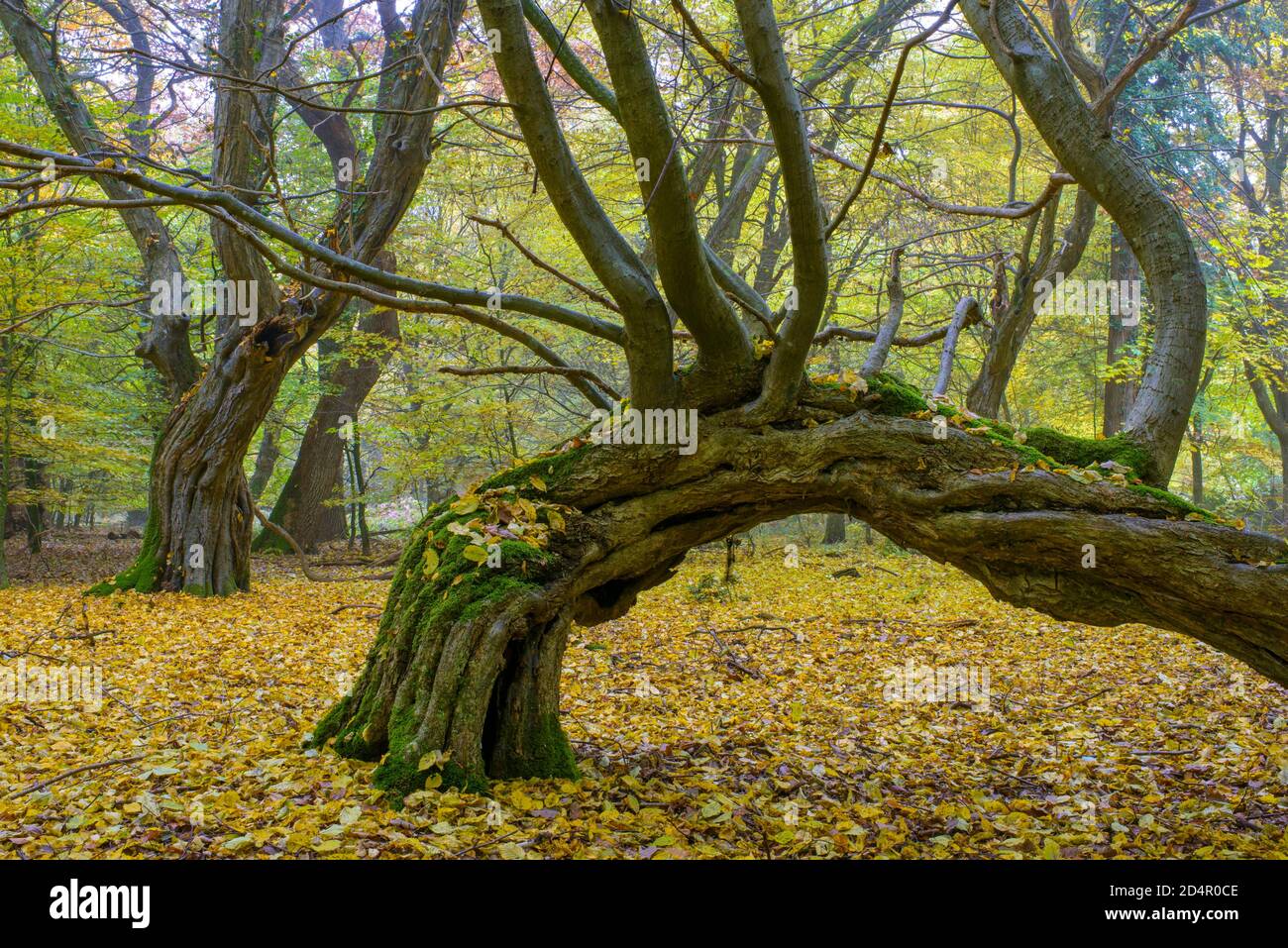 Autumn in the jungle Baumweg, forest, hut forest, tree, Lower Saxony ...