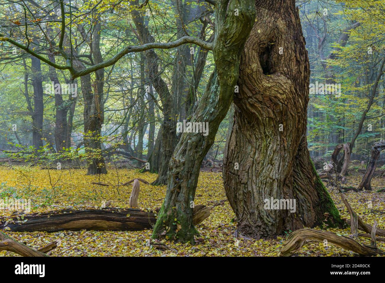 Oak Tree Intertwined
