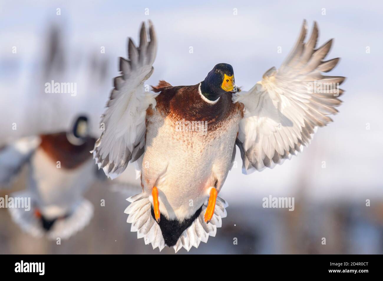 Flying Mallard ( Anas platyrhynchos) Drake, male, Lower Saxony, Germany ...