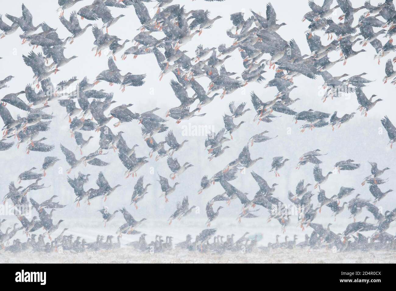 Flying geese in snow flurries, flock of geese, migratory bird, bird ...