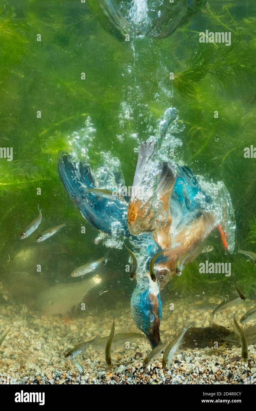 Common kingfisher ( Alcedo atthis) diving under water for fish, prey ...