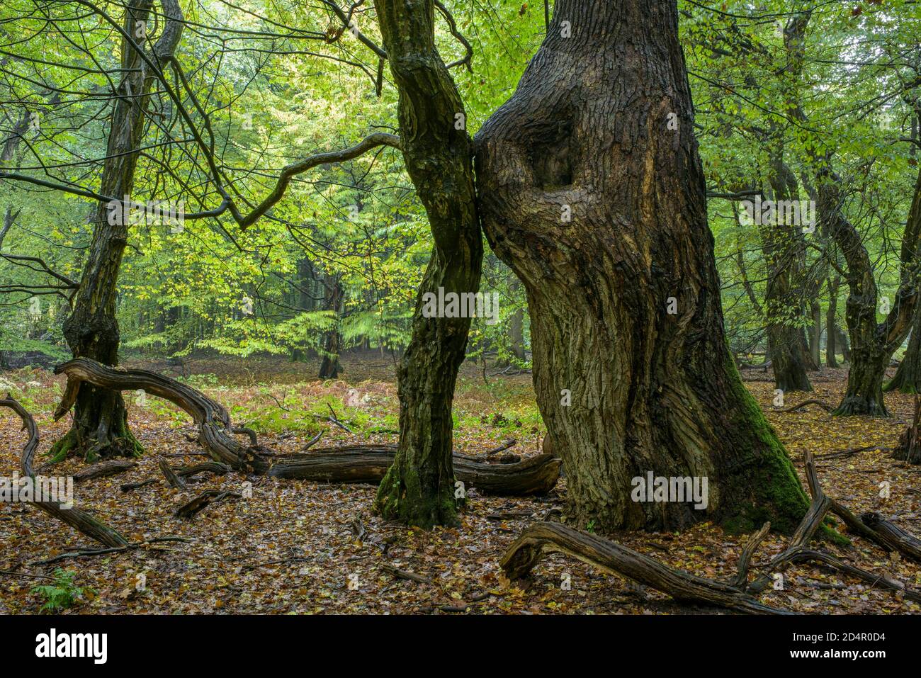 Tree trunks of old trees and dead wood, autumn in the jungle Baumweg ...