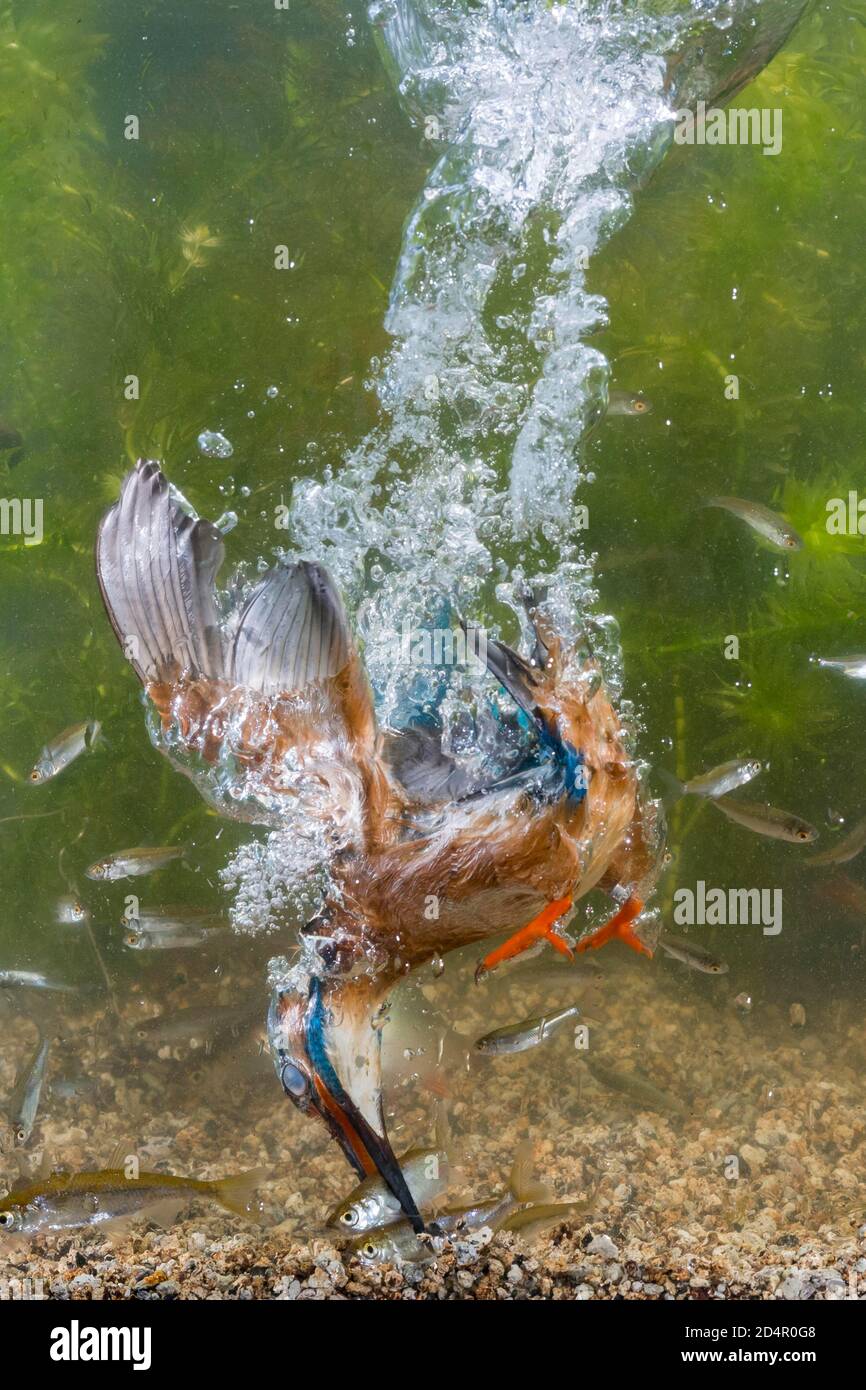 Common kingfisher ( Alcedo atthis) diving under water for fish, prey ...