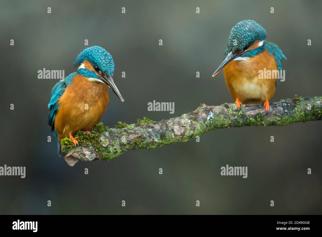 Two Common kingfishers ( Alcedo atthis) on Ansitzwarte, Netherlands Stock Photo - Alamy