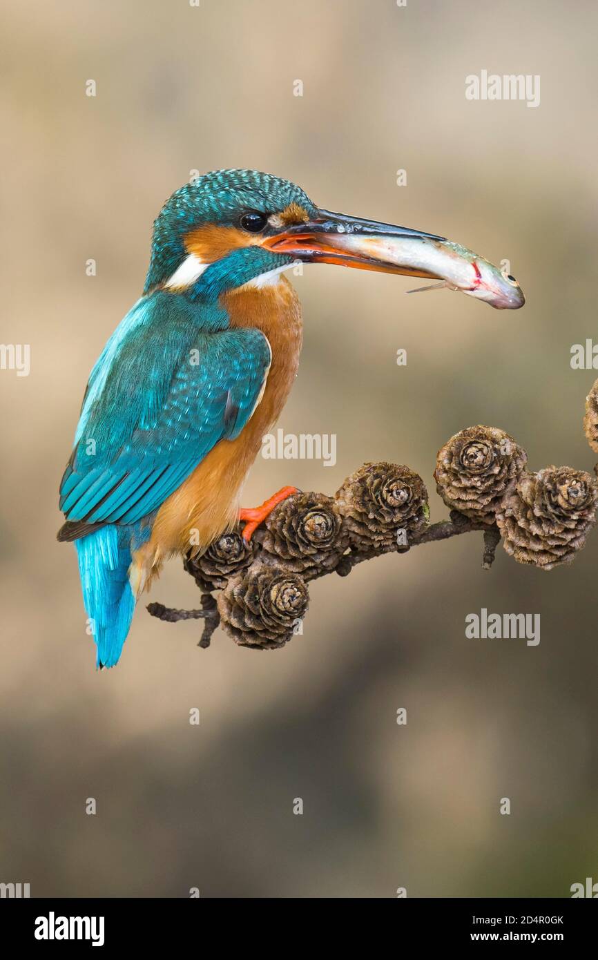 Common kingfisher ( Alcedo atthis) on hideouts with fish, prey ...