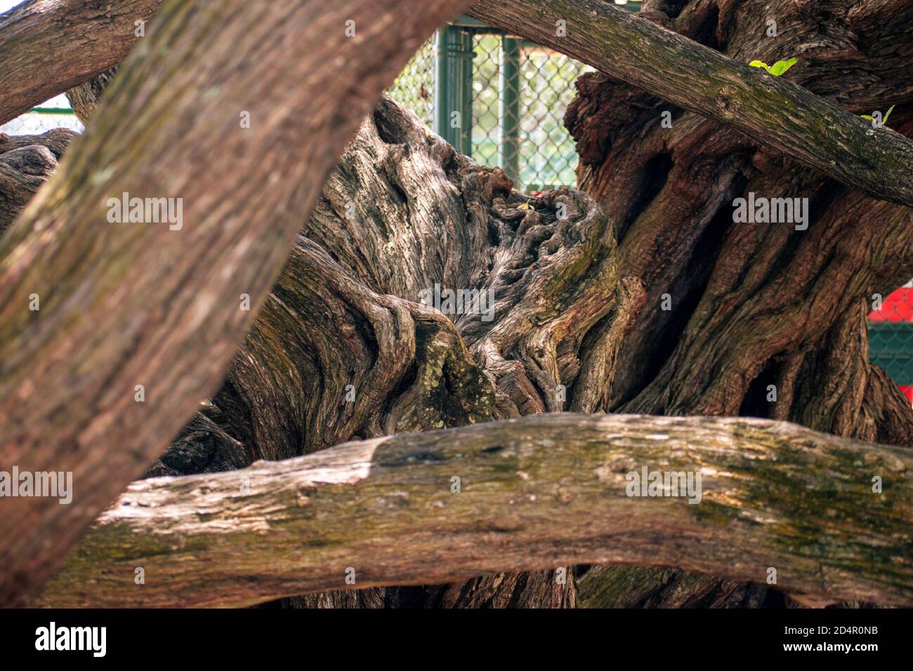 strange shape on the trunk of a tree at north share park Stock Photo ...