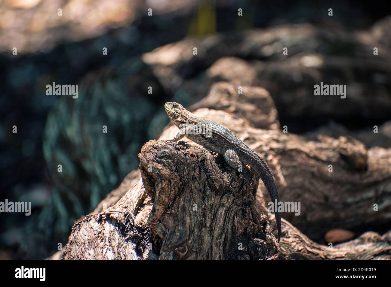 lizard at the north shore park in miami beach Stock Photo - Alamy
