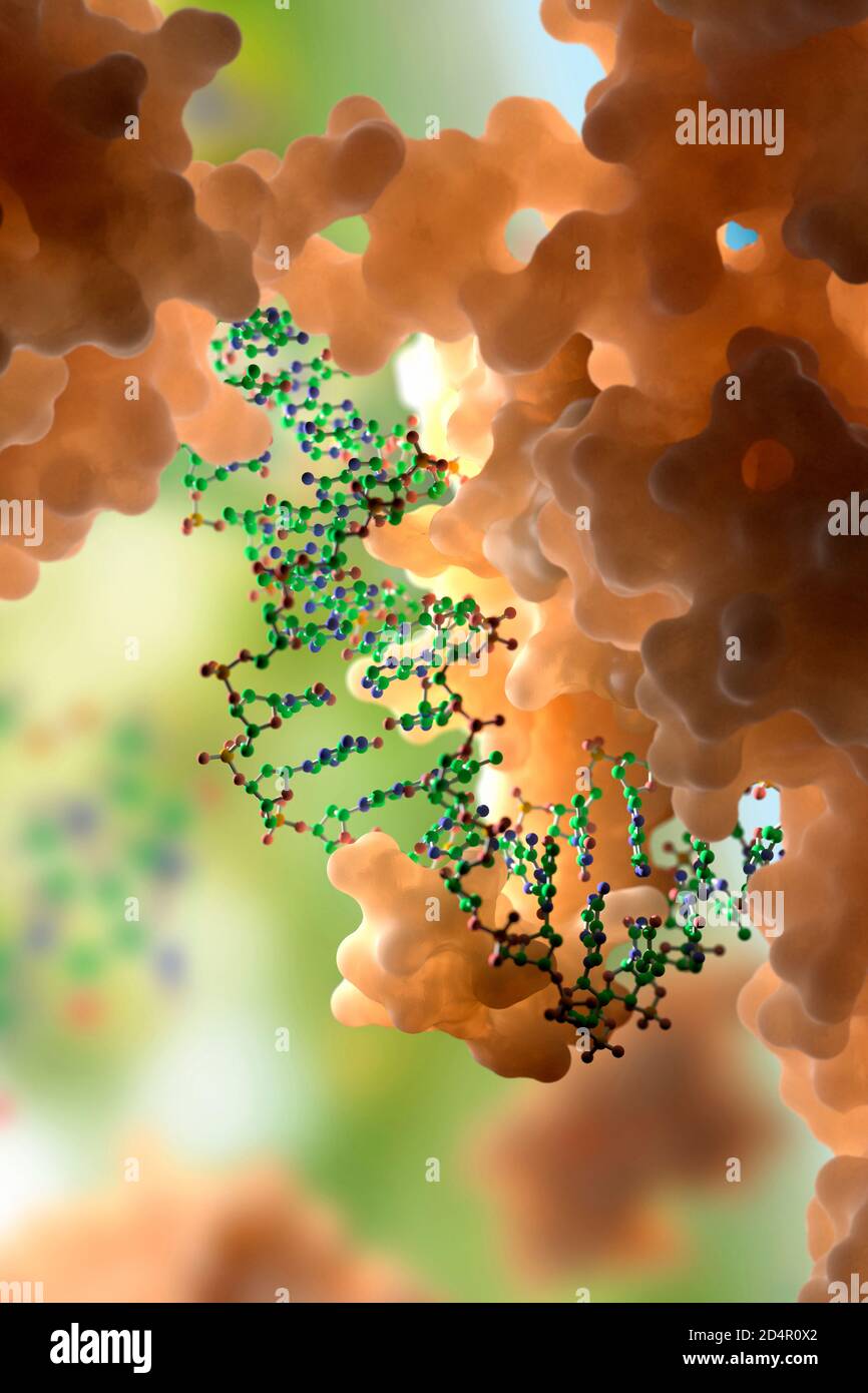 DNA and protein interaction at molecular level. DNA-binding proteins control transcription, gene ...