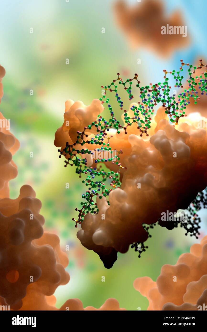 DNA and protein interaction at molecular level. DNA-binding proteins ...