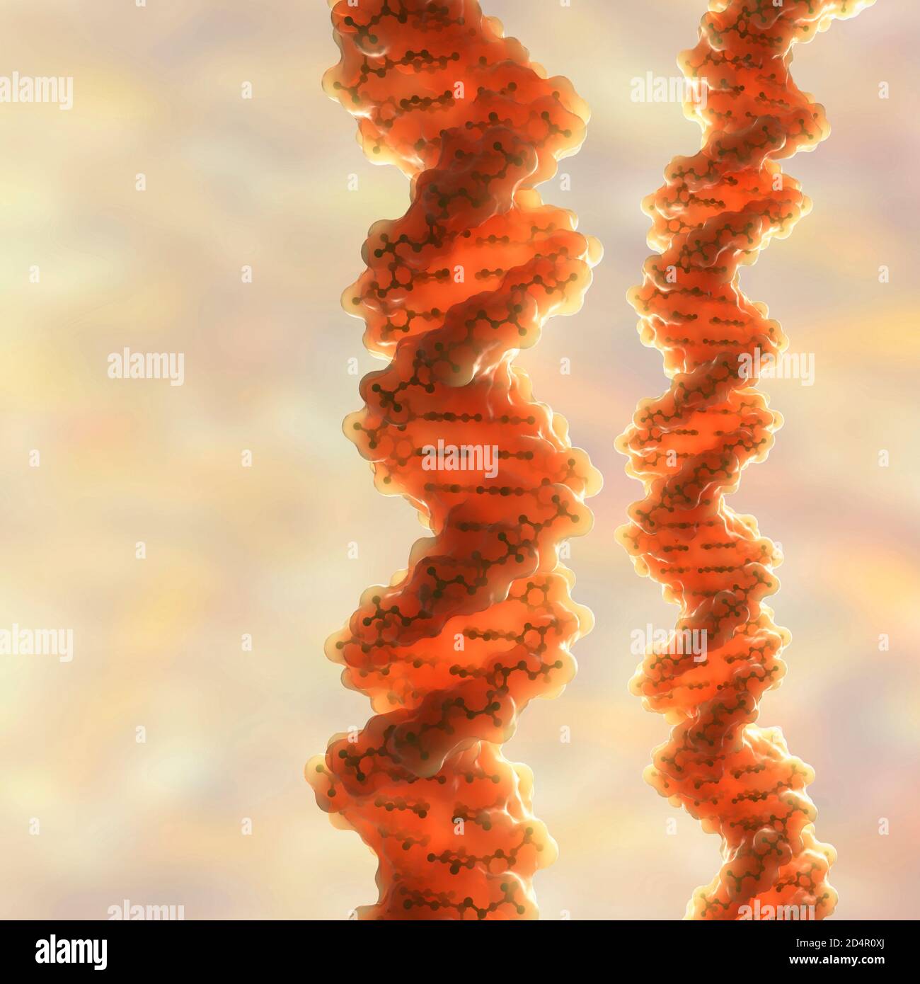 DNA chains. Scientifically correct representation of the DNA molecule ...
