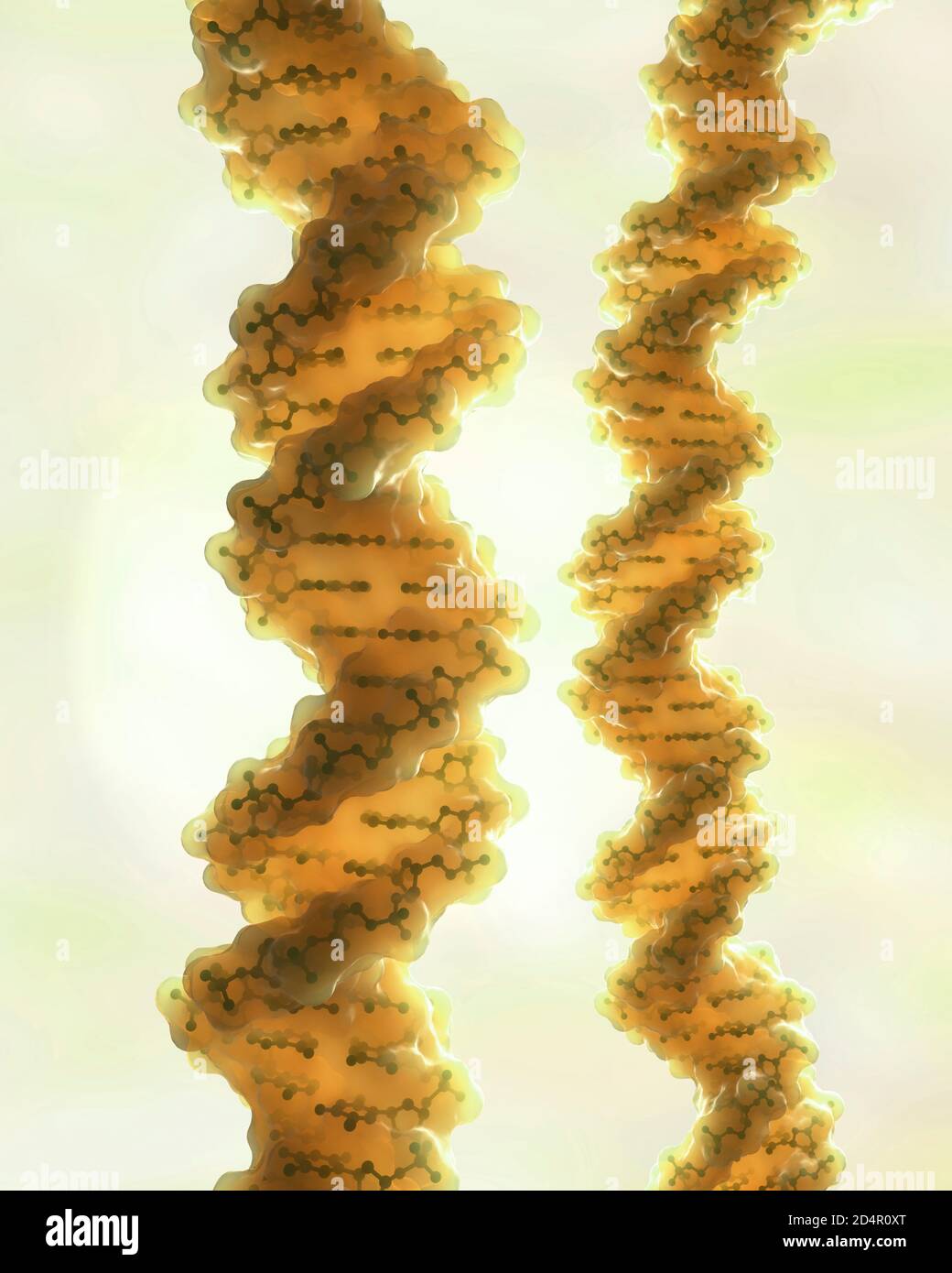 DNA chains. Scientifically correct representation of the DNA molecule ...