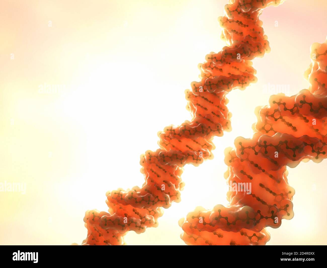 DNA chains. Scientifically correct representation of the DNA molecule ...