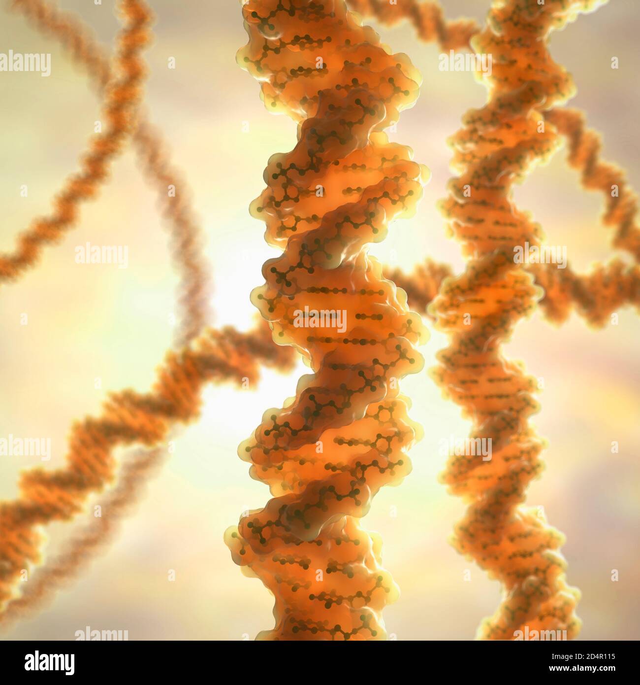 DNA chains. Scientifically correct representation of the DNA molecule ...