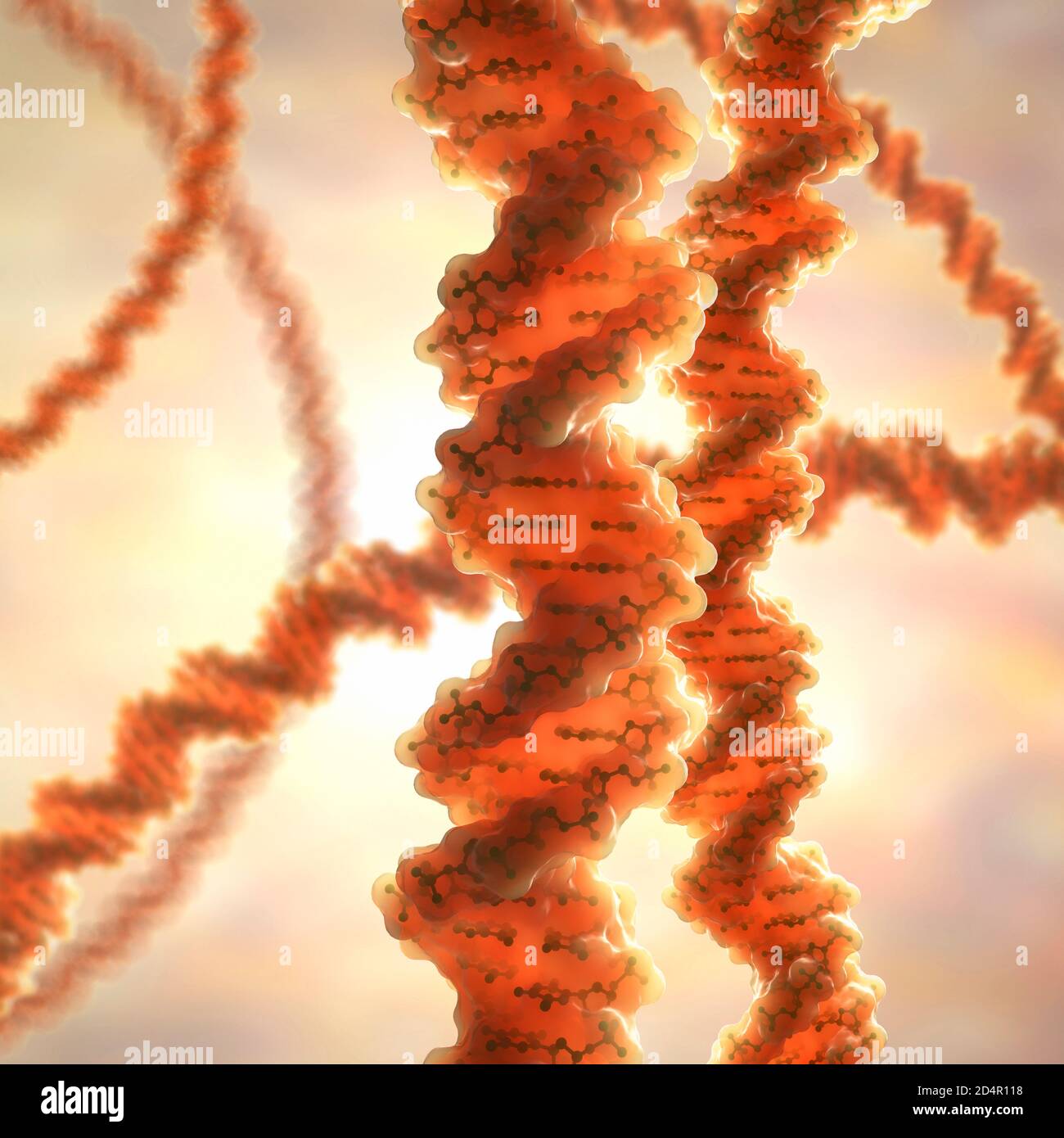 DNA chains. Scientifically correct representation of the DNA molecule ...