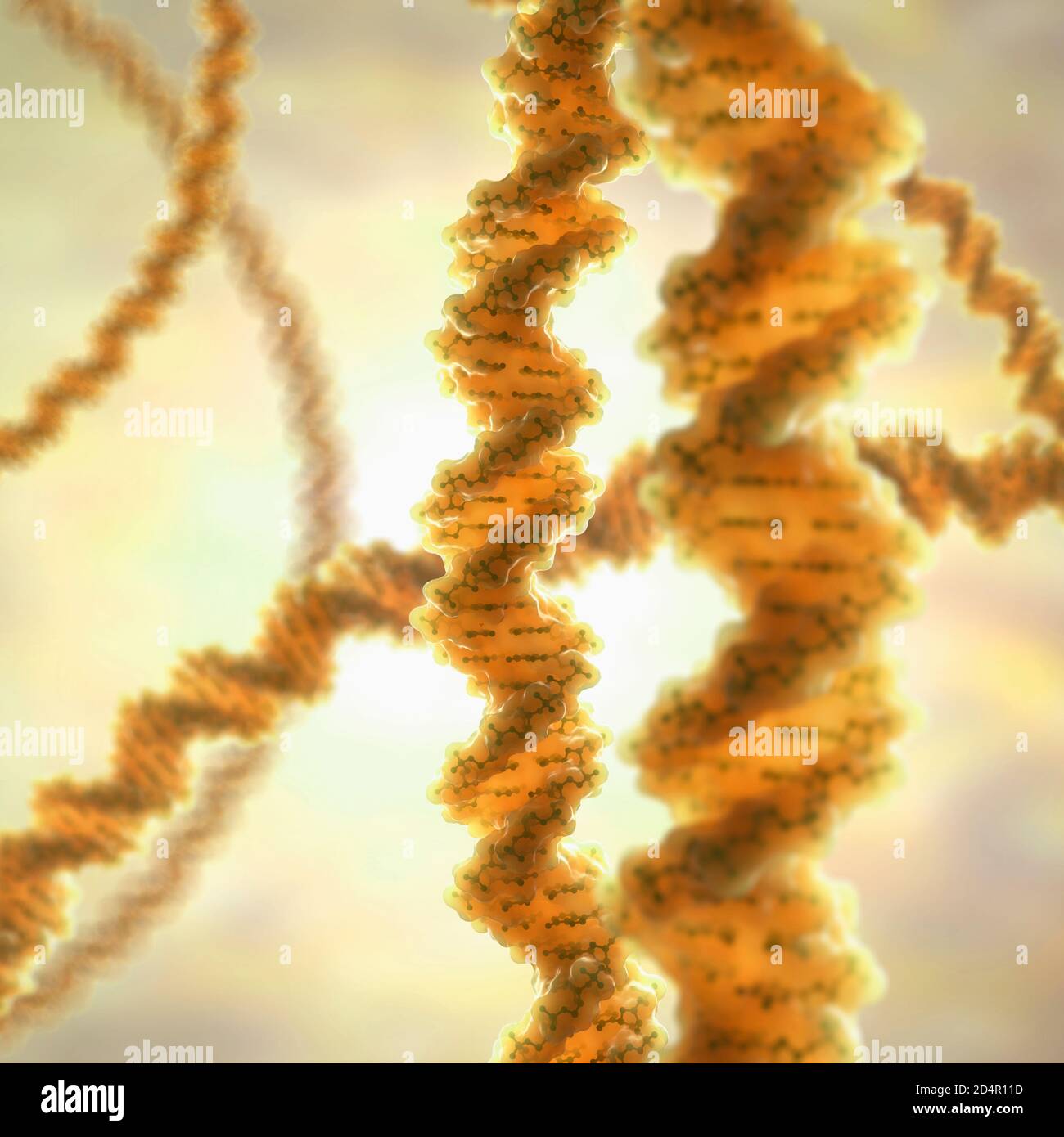 DNA chains. Scientifically correct representation of the DNA molecule ...