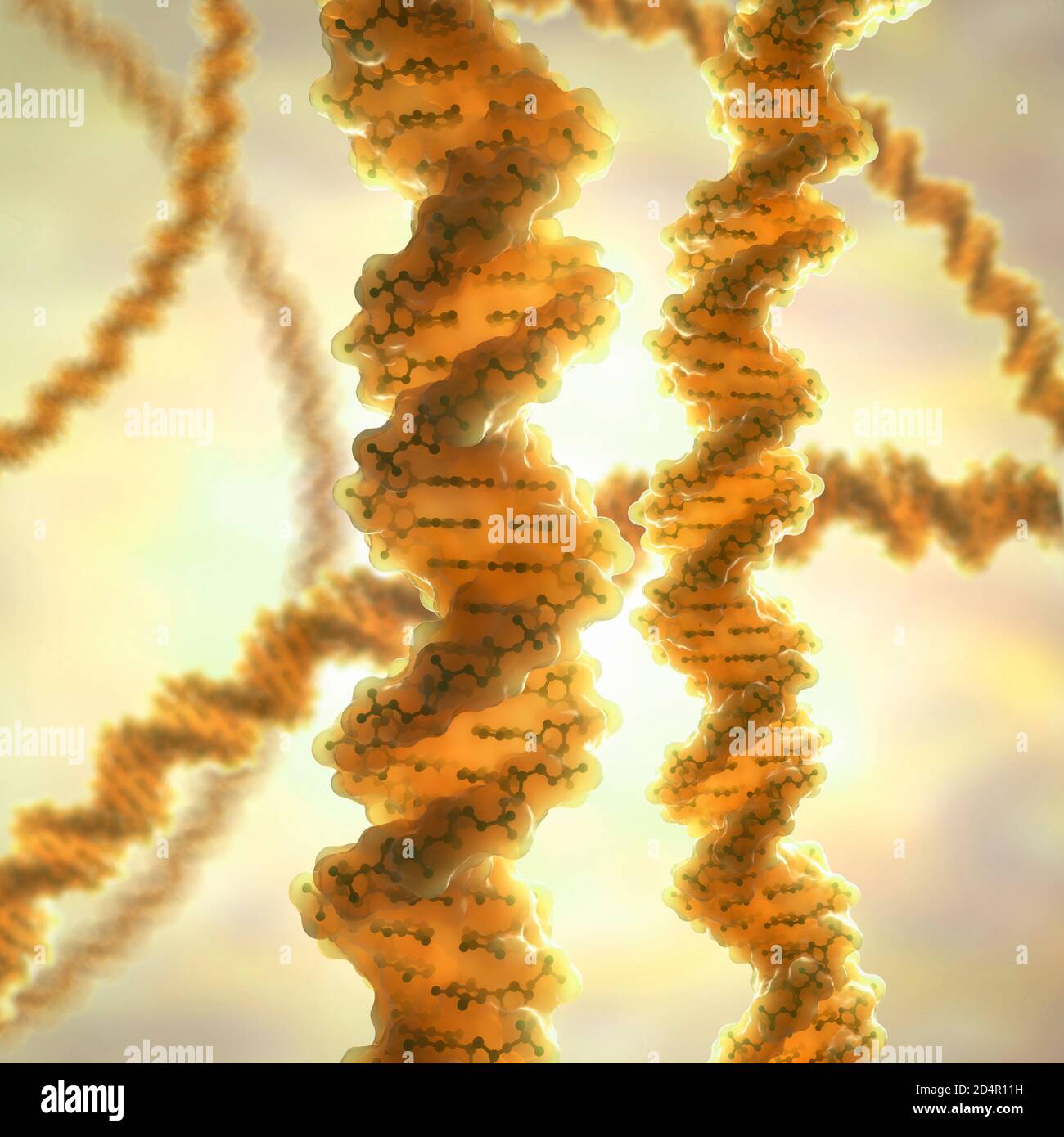 DNA chains. Scientifically correct representation of the DNA molecule ...