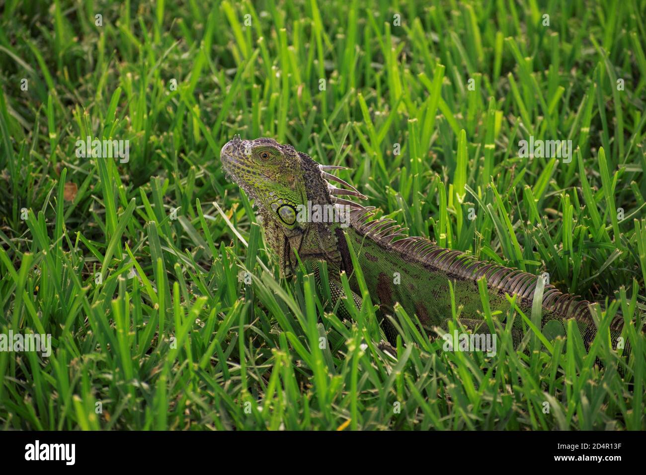 green Iguana or common iguana jumping in the park Stock Photo - Alamy