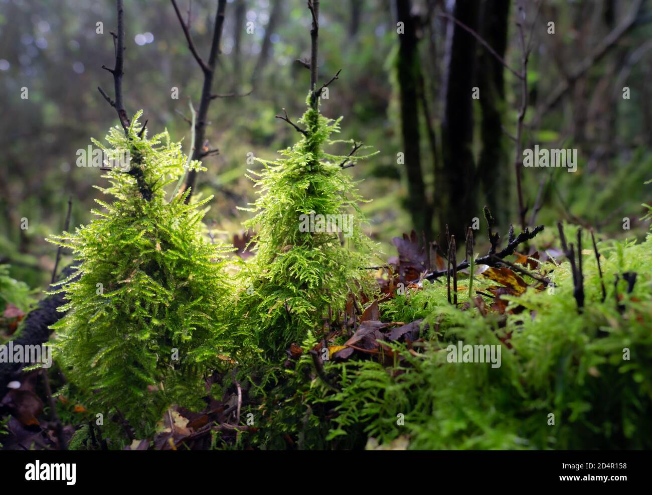 Feathery moss growing up a twig Stock Photo - Alamy