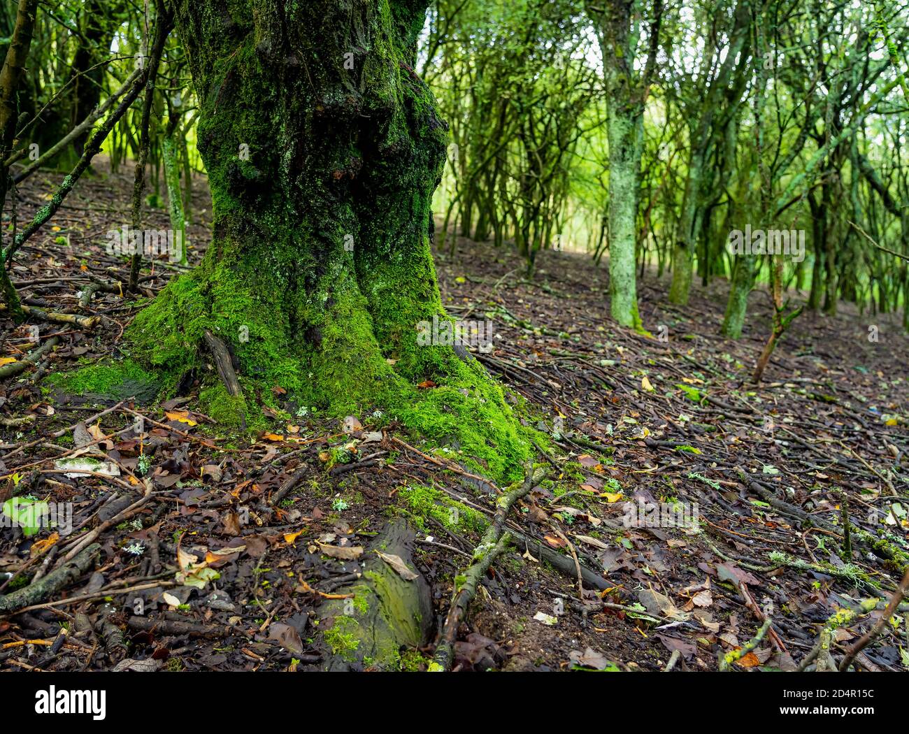 Root leading tree trunk hi-res stock photography and images - Alamy