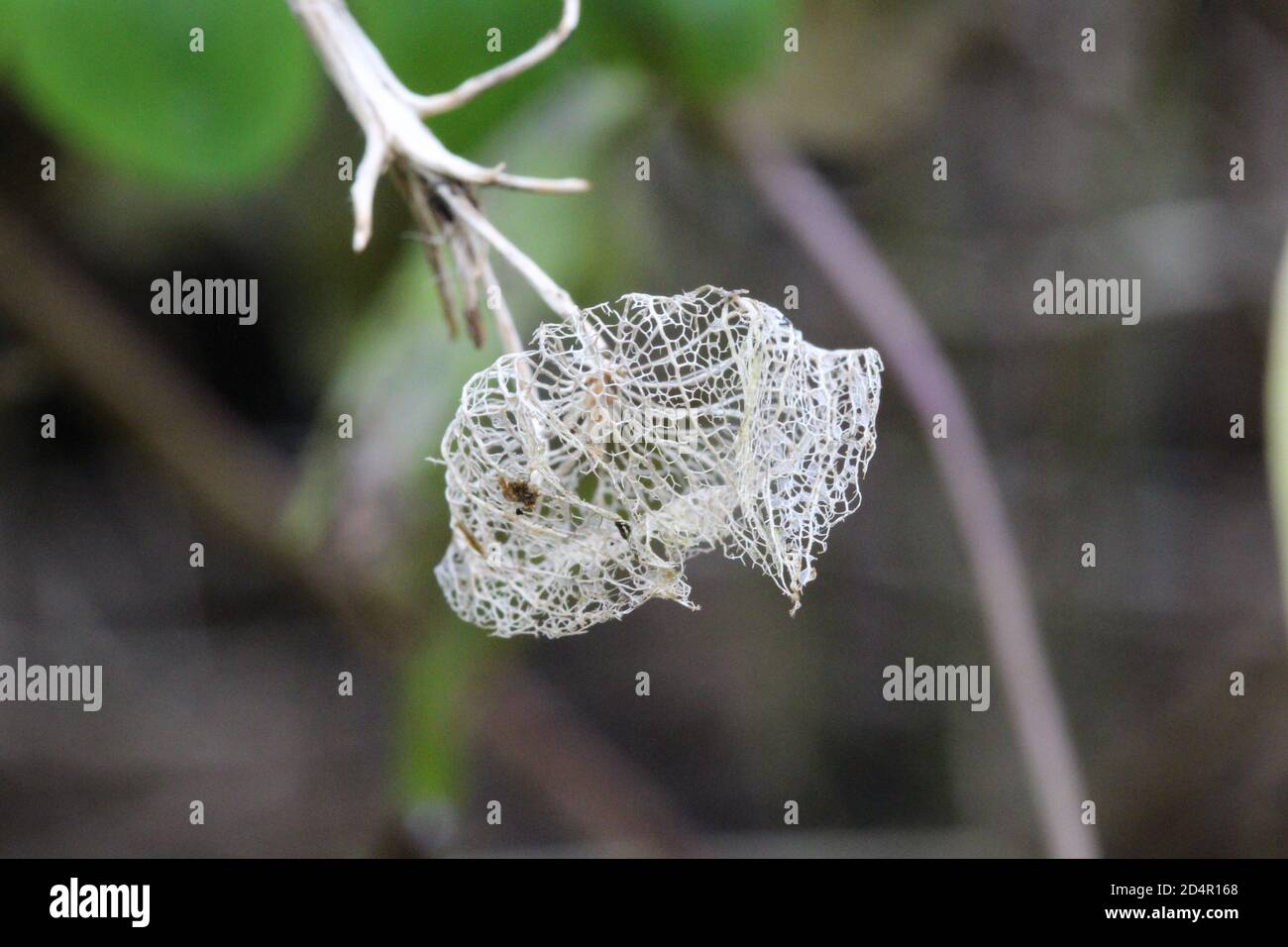 Plant skeleton hi-res stock photography and images - Alamy