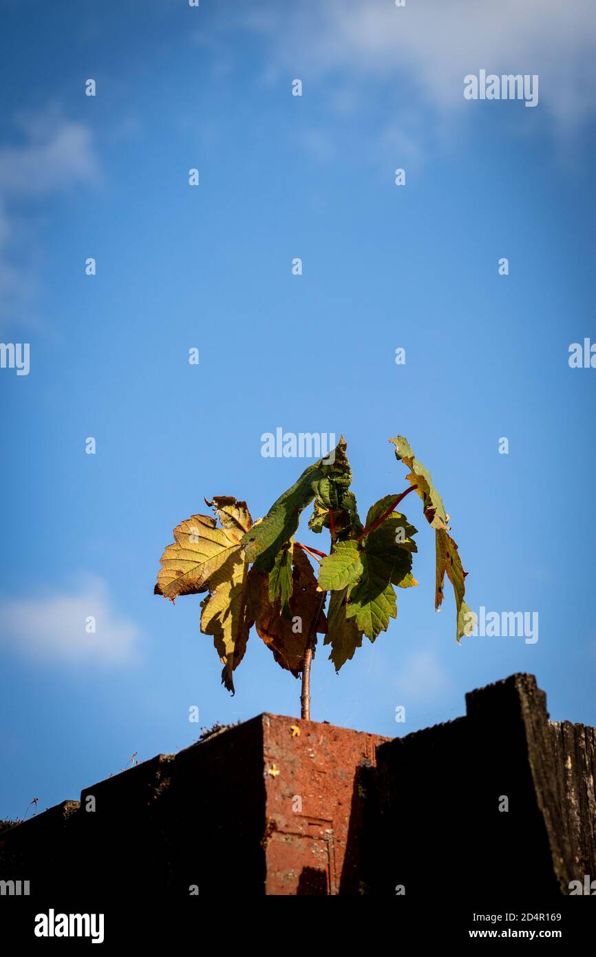 Small sapling growing out of the top of a wall Stock Photo - Alamy