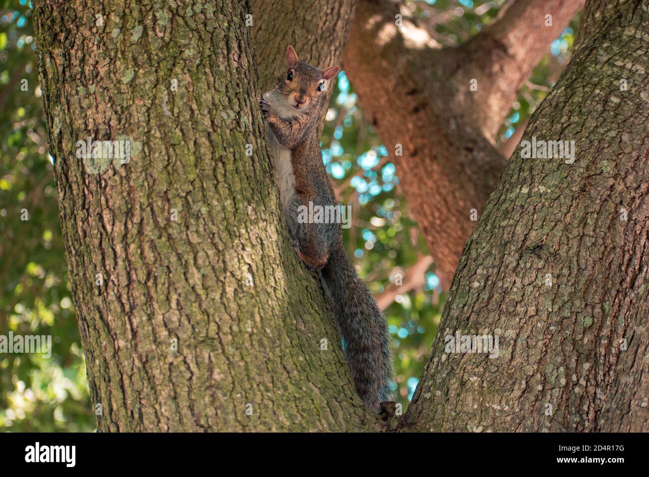 funny squirrel jumping up the tree trunk in the park Stock Photo - Alamy