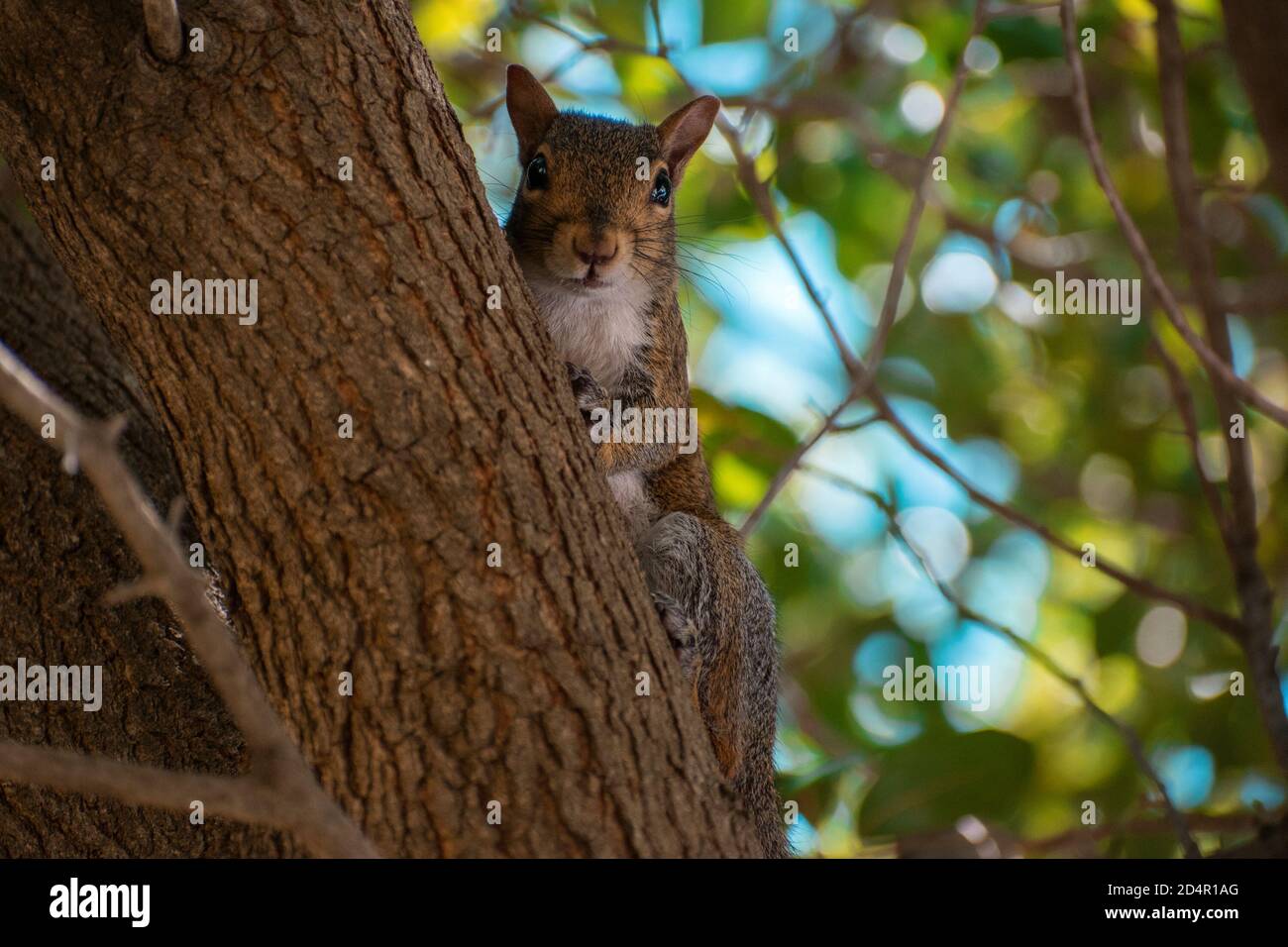 Red squirrel is hiding behind a tree trunk hi-res stock photography and ...