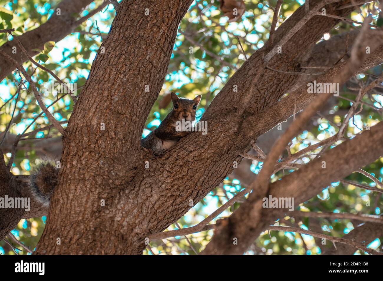 Squirrel jumping from tree tree hi-res stock photography and images - Alamy
