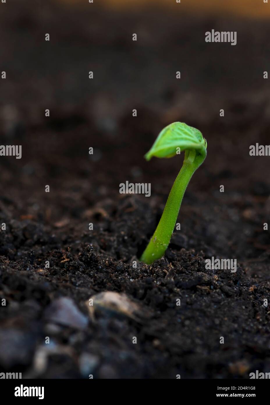Emerging young seedling newly formed , shot as a background so extreme ...