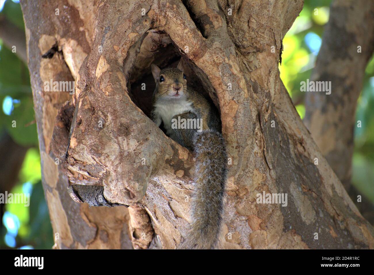 little squirrel looking at us very alert Stock Photo - Alamy