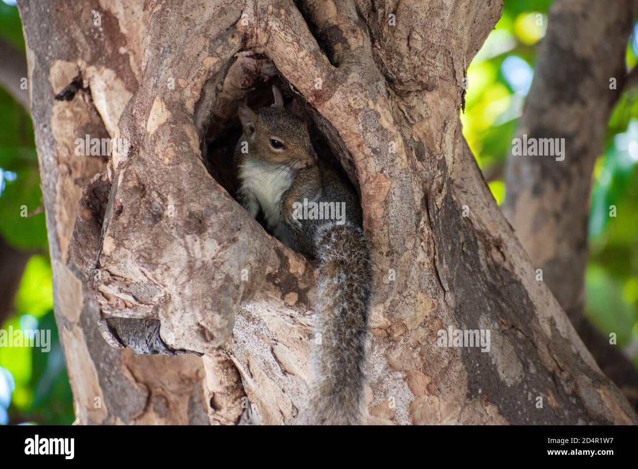 cute squirrel from its burrow in a tree in the park in miami Stock ...