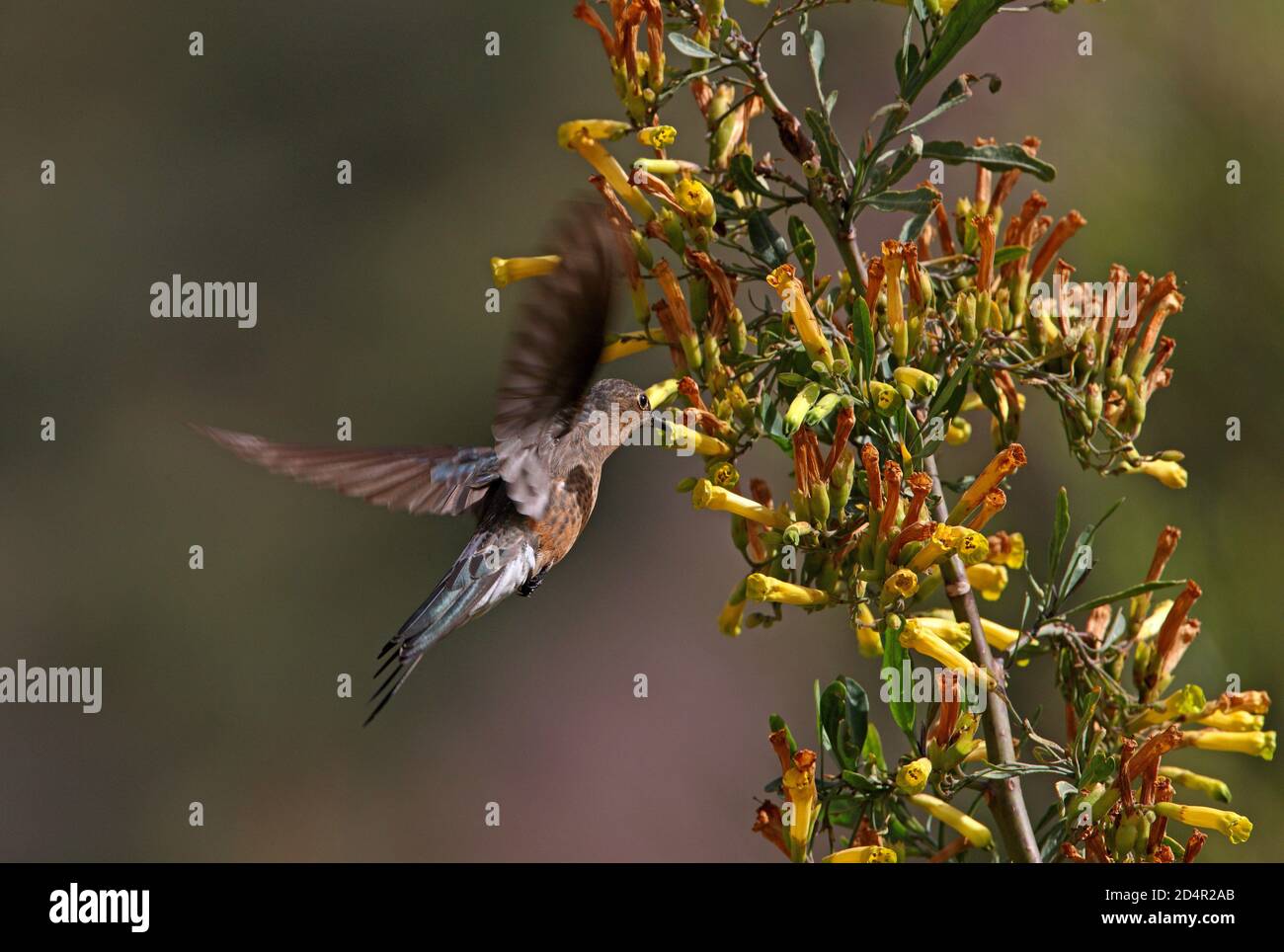 Giant Hummingbird (Patagona gigas) adult hovering to feed at flower ...