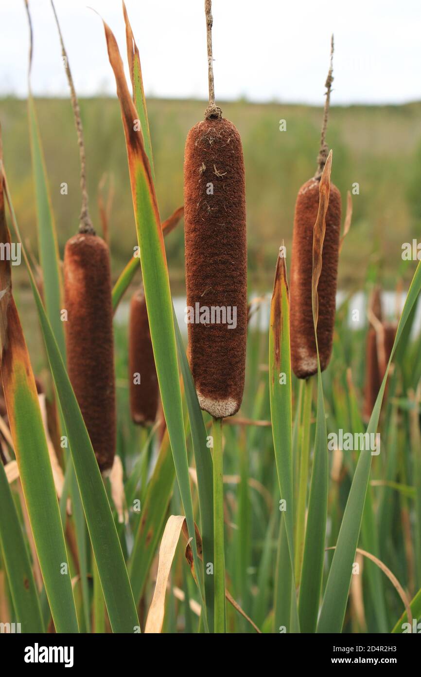 Bulrushes river hi-res stock photography and images - Alamy