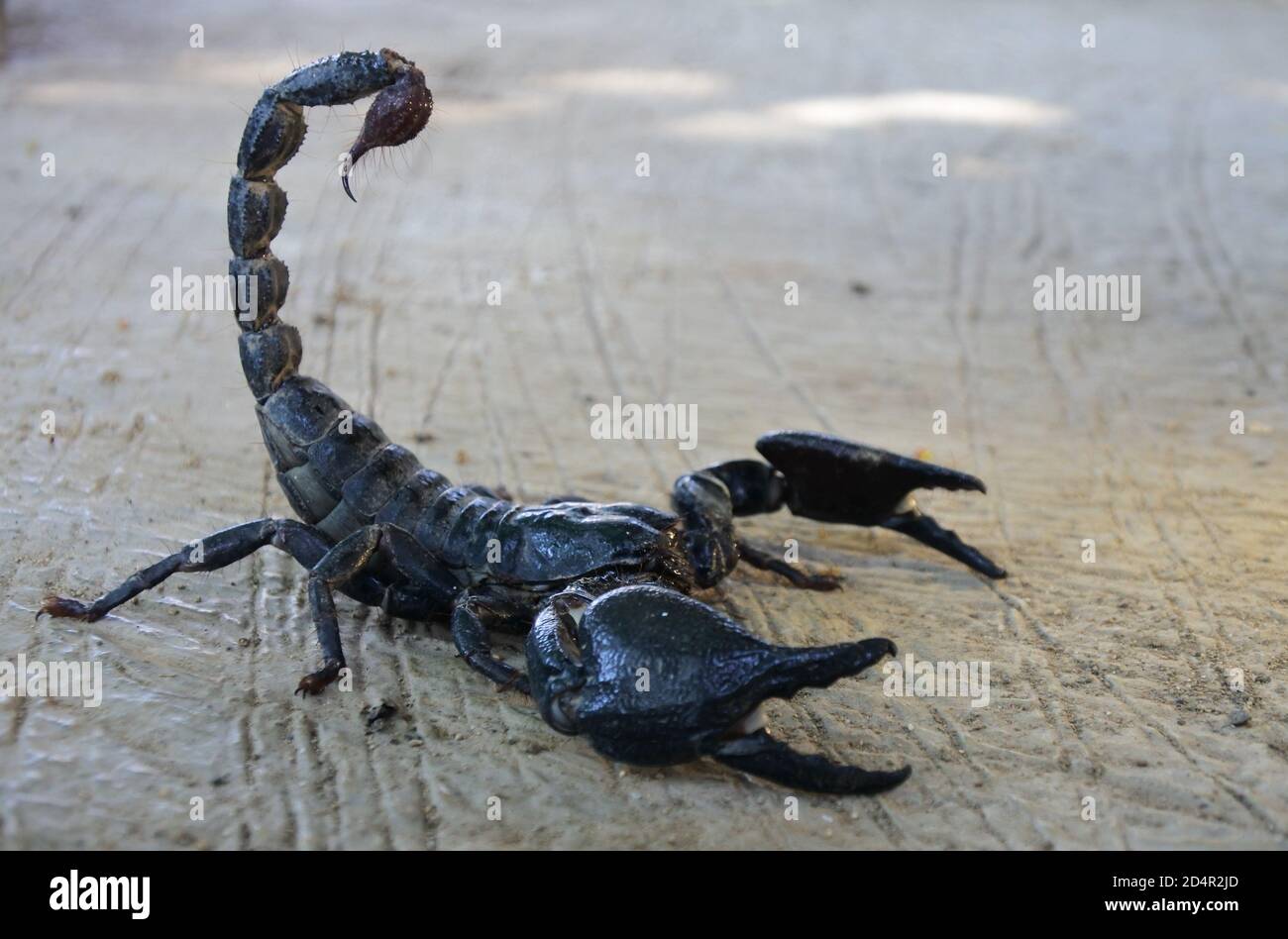 Closeup shot of a poisonous black scorpion on a rough concrete surface ...