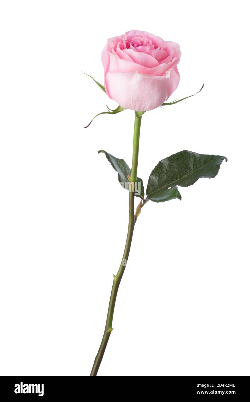 Light pink rose isolated on white background Stock Photo - Alamy