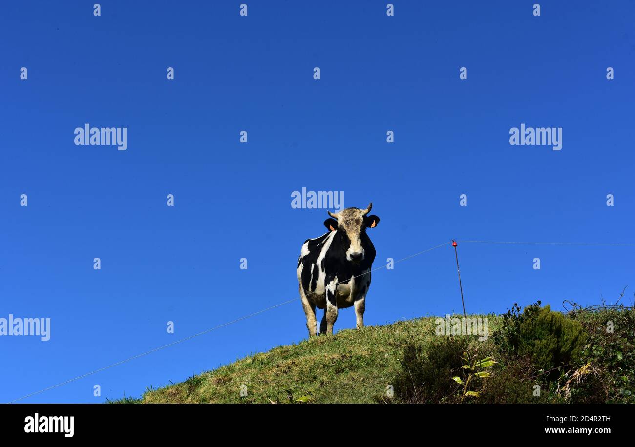 Black and white bull looking down from on top of a hill Stock Photo - Alamy