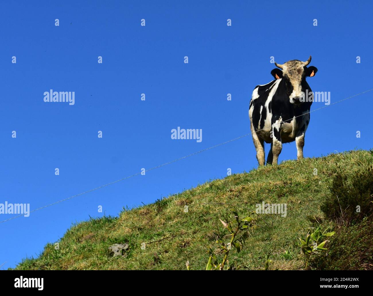 An adult black and white cow standing on top of a hill Stock Photo - Alamy