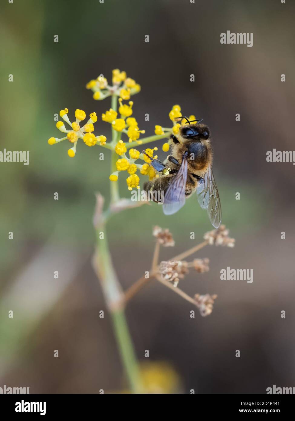 Beekeeping extremadura hi-res stock photography and images - Alamy