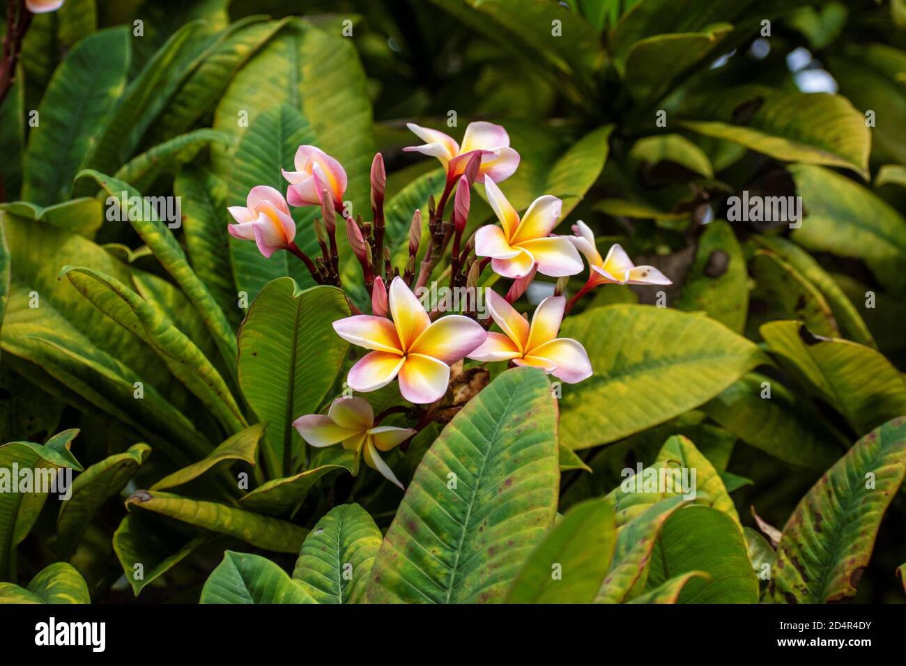 beautiful flowers full of vibrant colors in our garden Stock Photo - Alamy