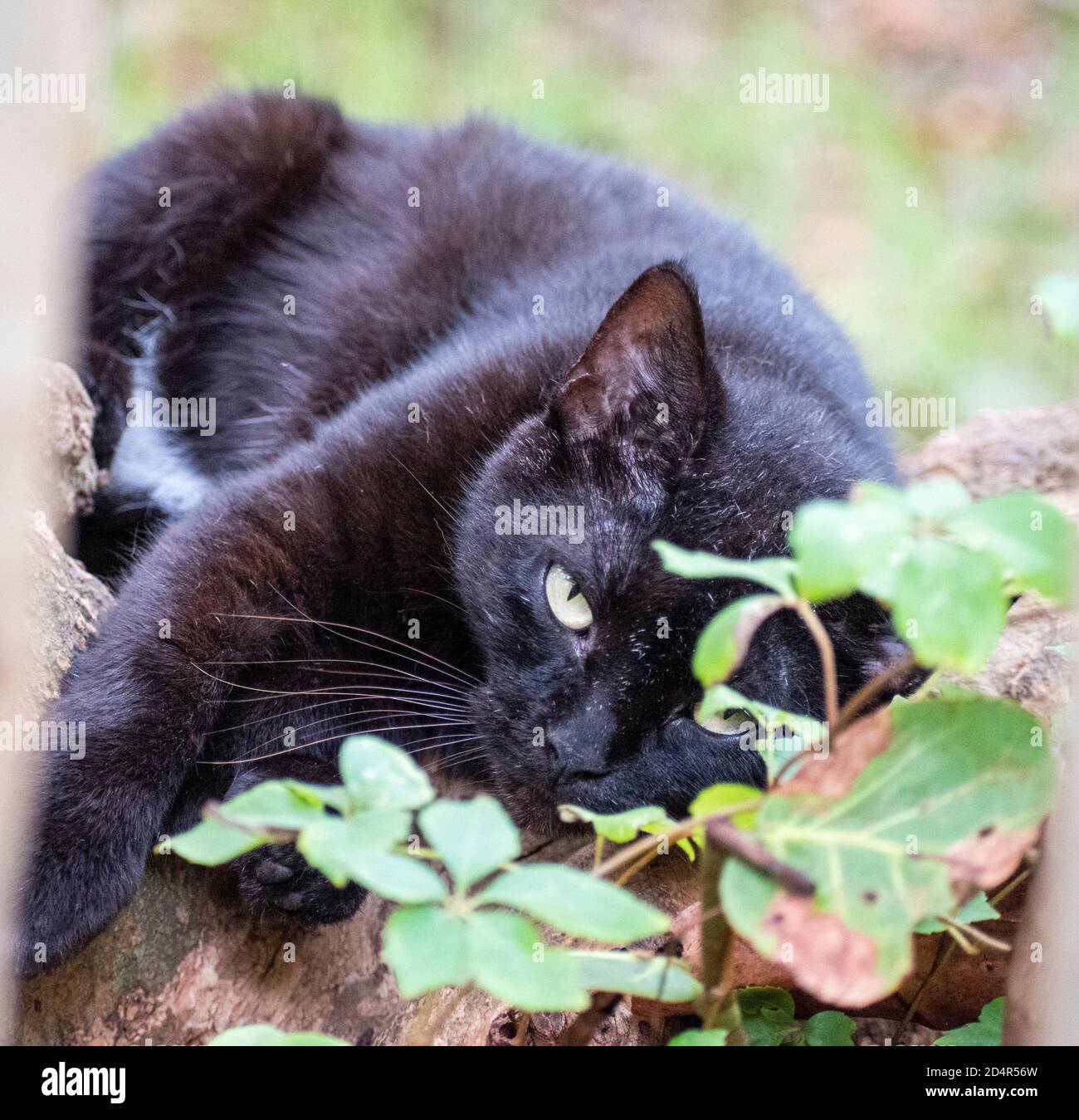 tired black cat on a tree trunk at the north shore park in miami Stock ...