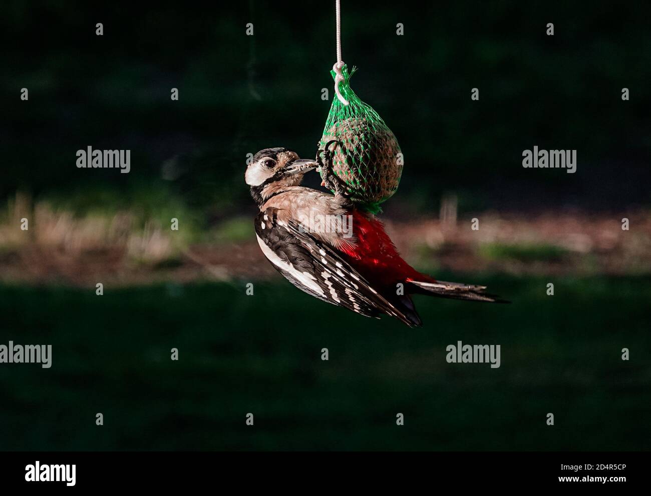 Ludwigslust, Germany. 15th May, 2020. A great spotted woodpecker has ...