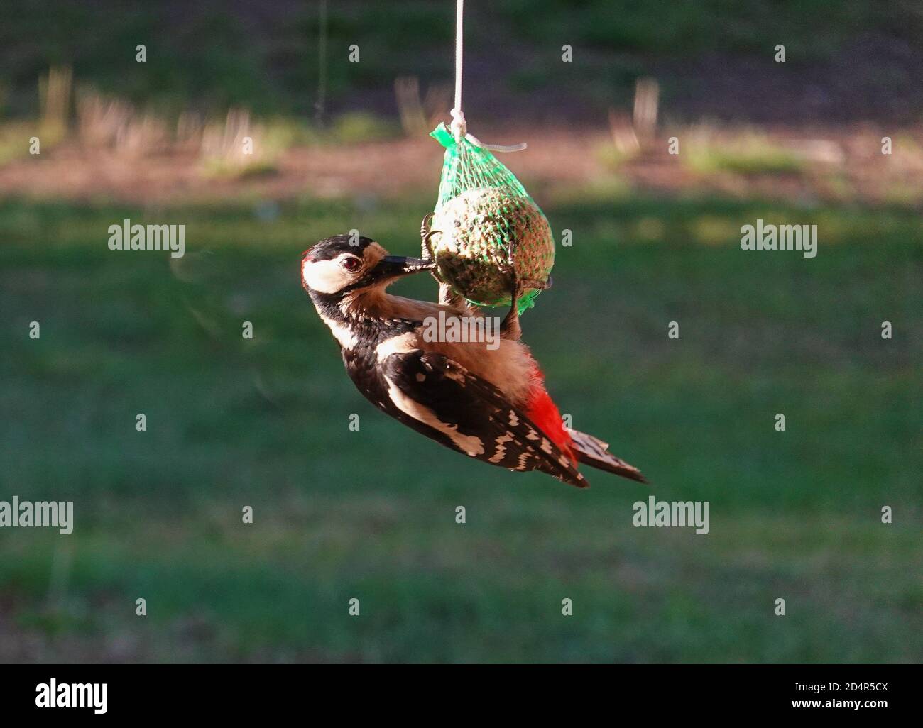 Ludwigslust, Germany. 15th May, 2020. A great spotted woodpecker has ...