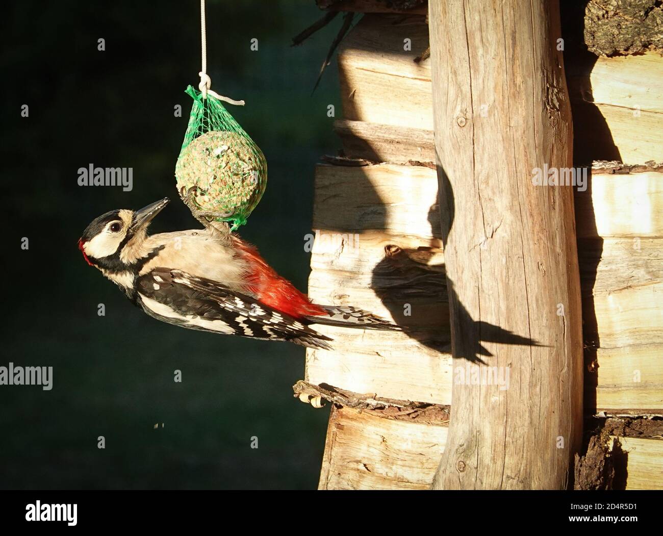 Ludwigslust, Germany. 15th May, 2020. A great spotted woodpecker has ...