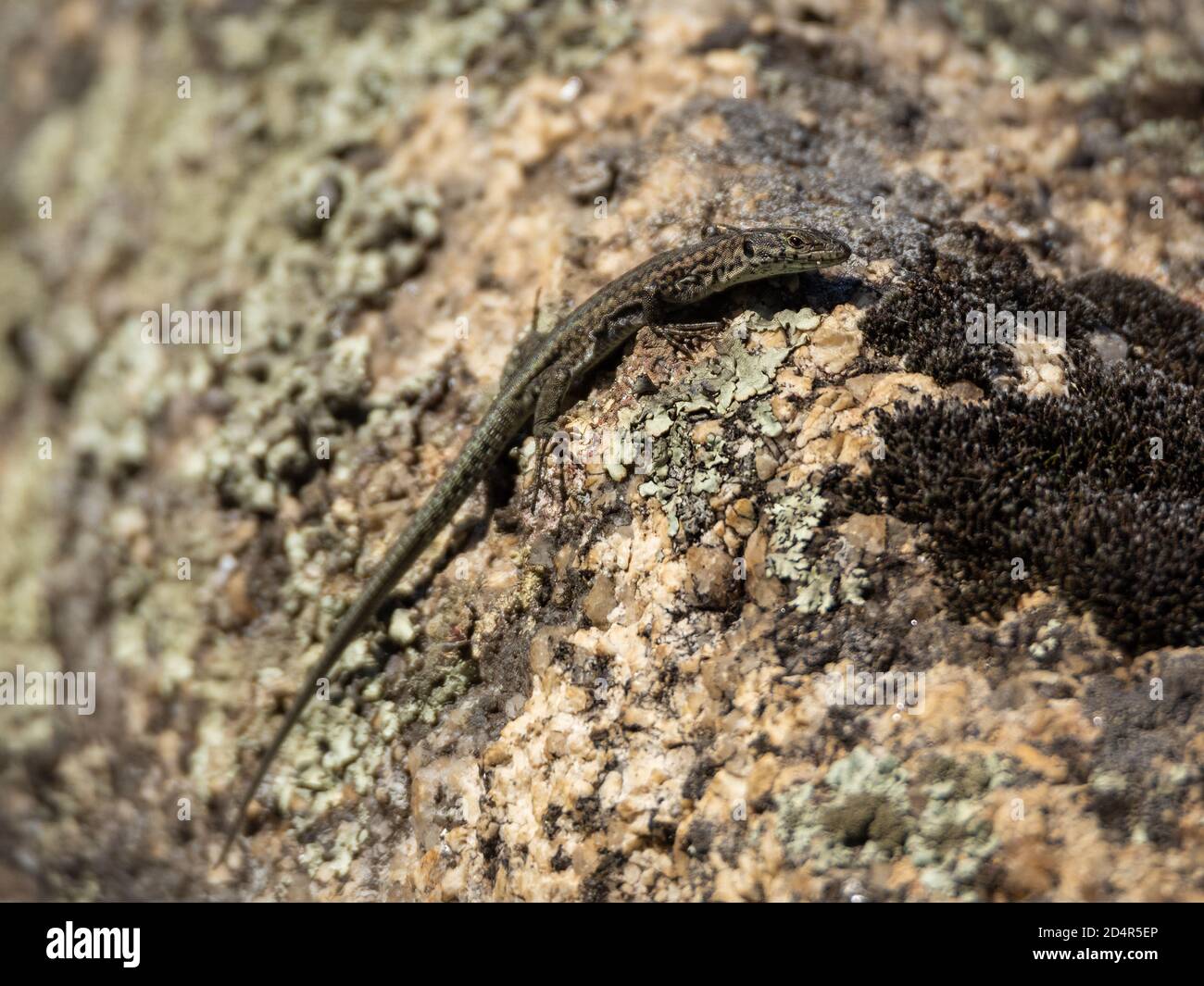 Lizard in its natural environment Stock Photo - Alamy