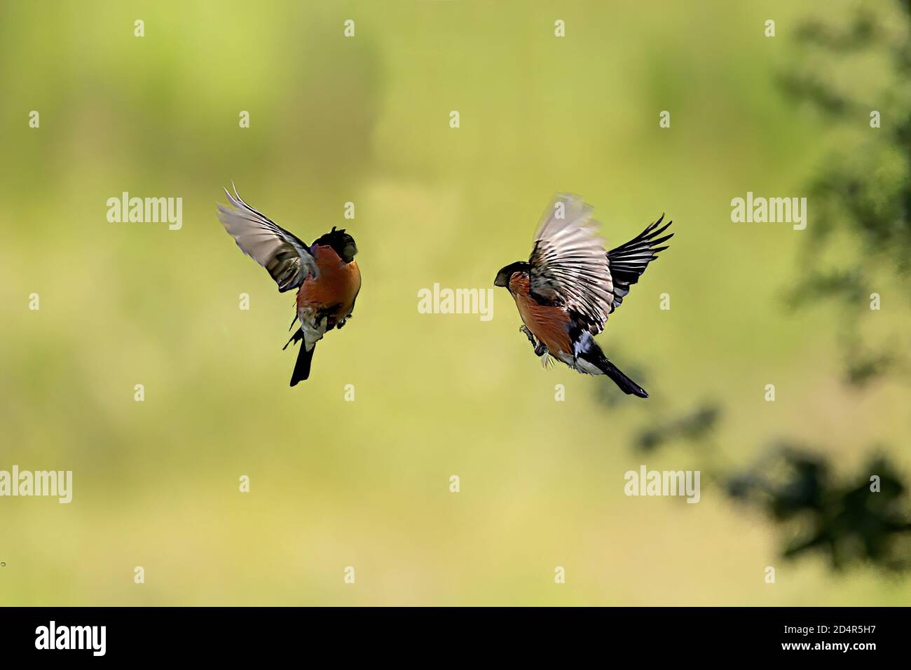 Bull finches fighting in mid air Stock Photo - Alamy