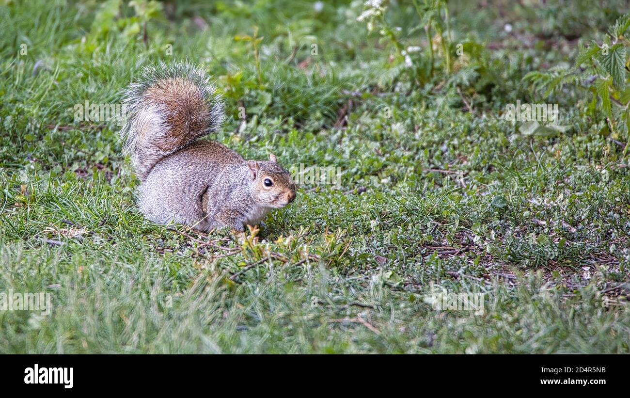 Squirrel in the grass Stock Photo - Alamy