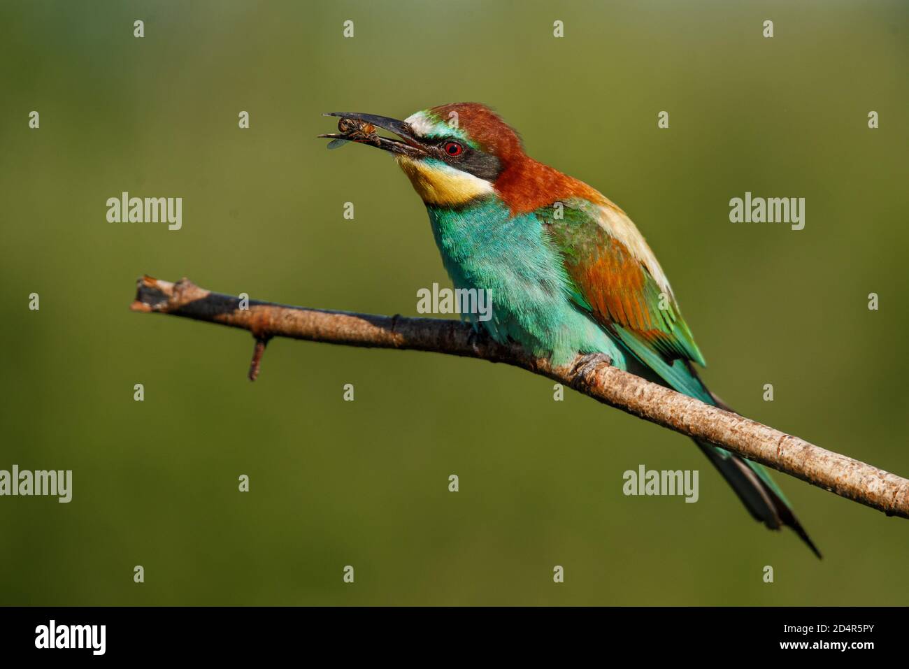 European bee-eater, Merops apiaster. The most colorful bird of Eurasia ...