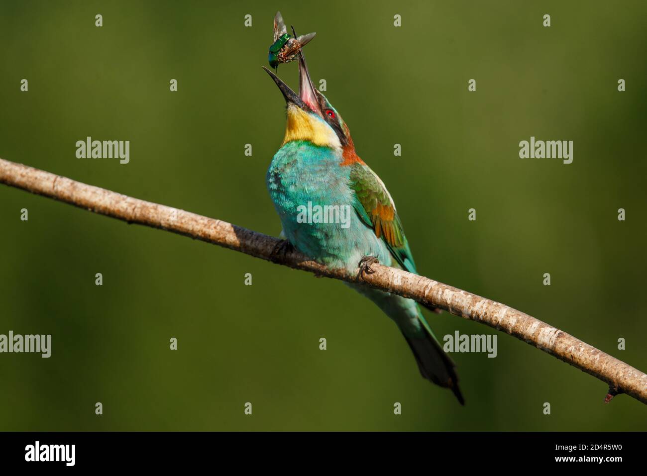 European bee-eater, Merops apiaster. The most colorful bird of Eurasia ...